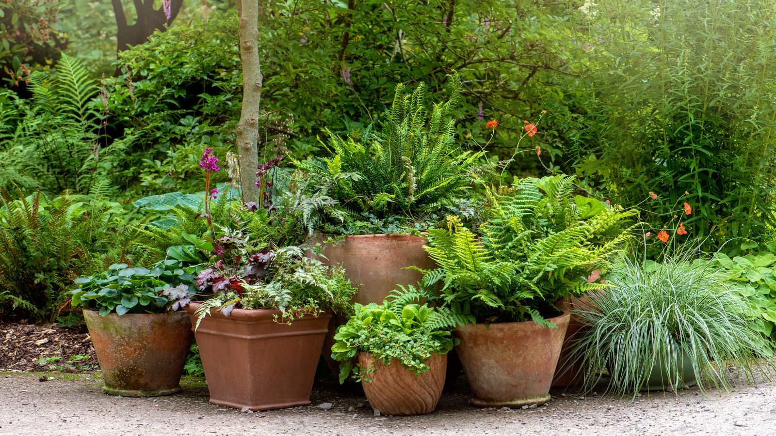 Best evergreen container plants for a winter porch | Homes and Gardens