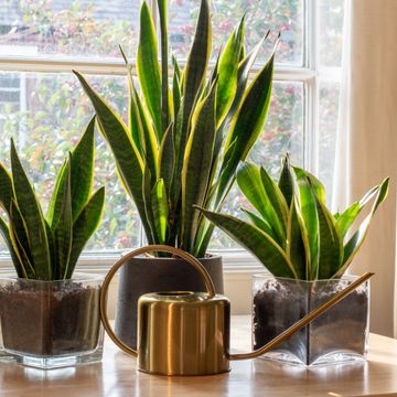 5 houseplants that can lower the dust levels in your home | Ideal Home