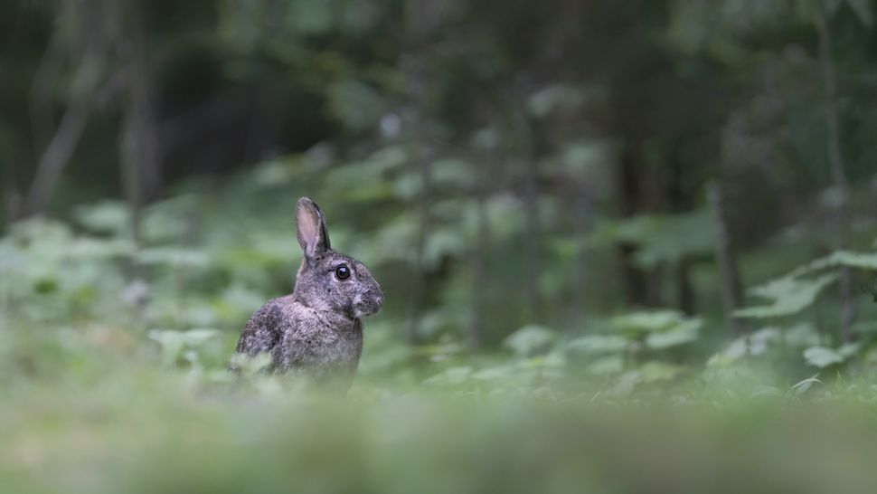 Rabbits: Habits, diet & other facts | Live Science