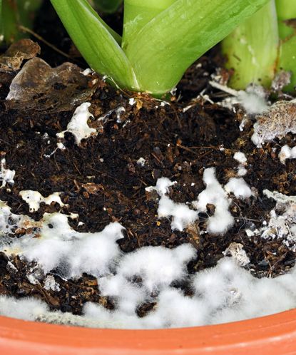 Mold on houseplant soil: expert tips on how to get rid of it | Gardeningetc
