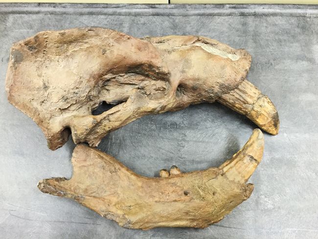 12 amazing saber-toothed animals | Live Science