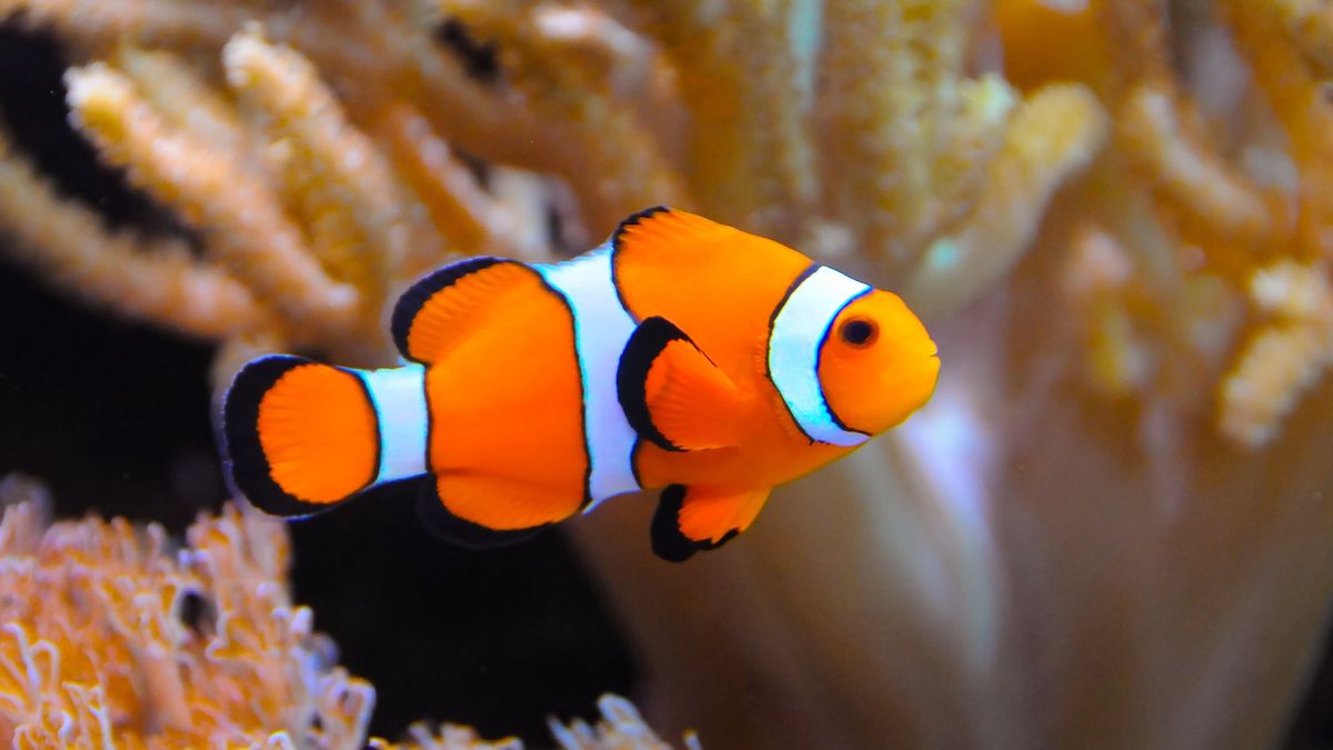 32 types of saltwater fish for your aquarium | PetsRadar