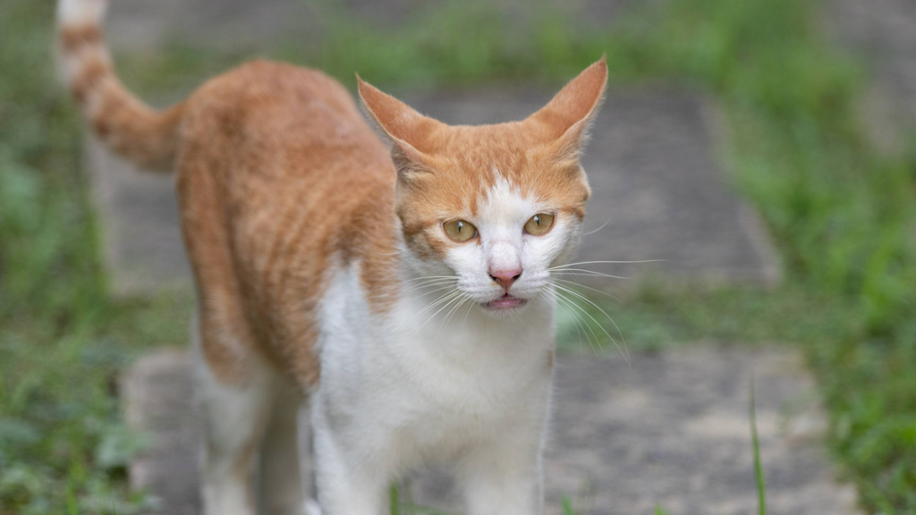 Do cats fart? What you need to know about feline flatulence | PetsRadar