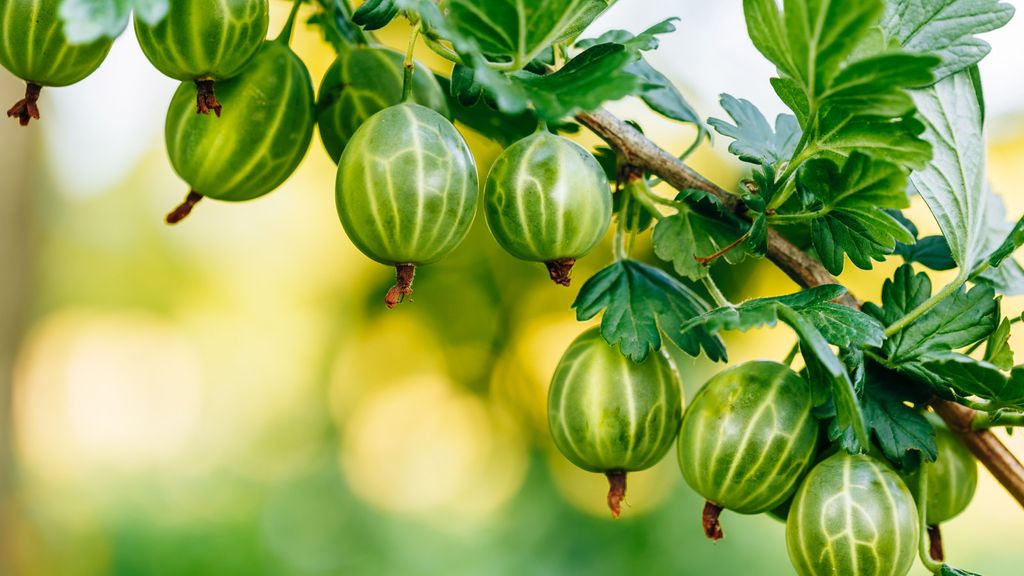 7 bare-root fruits to plant in November, plus planting tips | Homes and ...