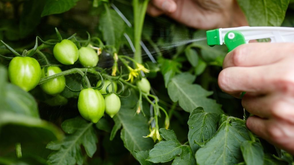 How to grow tomatoes in pots — 7 easy steps | Tom's Guide