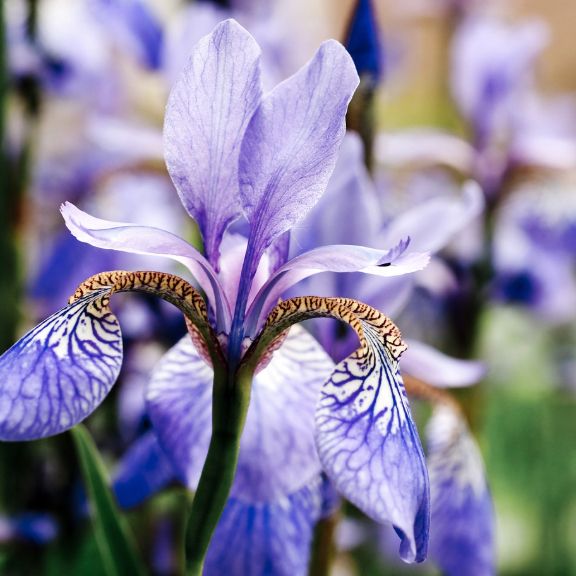 Unusual Iris Bulbs: 5 Unusual And Rare Iris Plants You Should Try ...