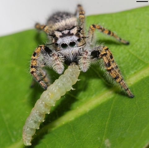 Spiders Eat Up to 880 Million Tons of Insects Each Year | Live Science