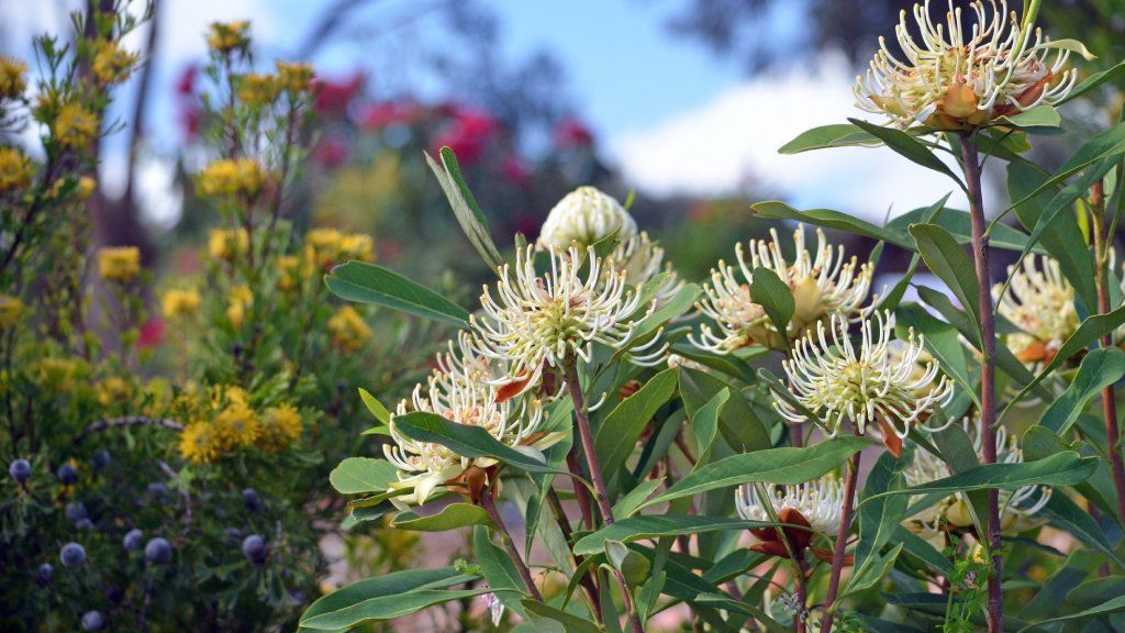 Australian Plants To Complete Your ‘Down Under’ Garden | Gardening Know How