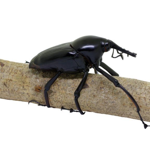 South American Palm Weevil: How To Control The Invasive Pest ...