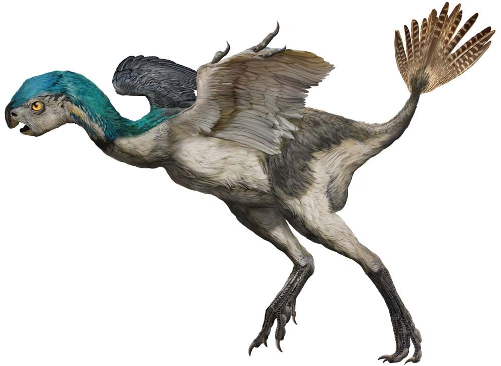 Photos: Birds Evolved from Dinosaurs, Museum Exhibit Shows: Page 2 ...