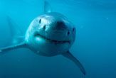 Shark Smell Myth Found Fishy | Live Science