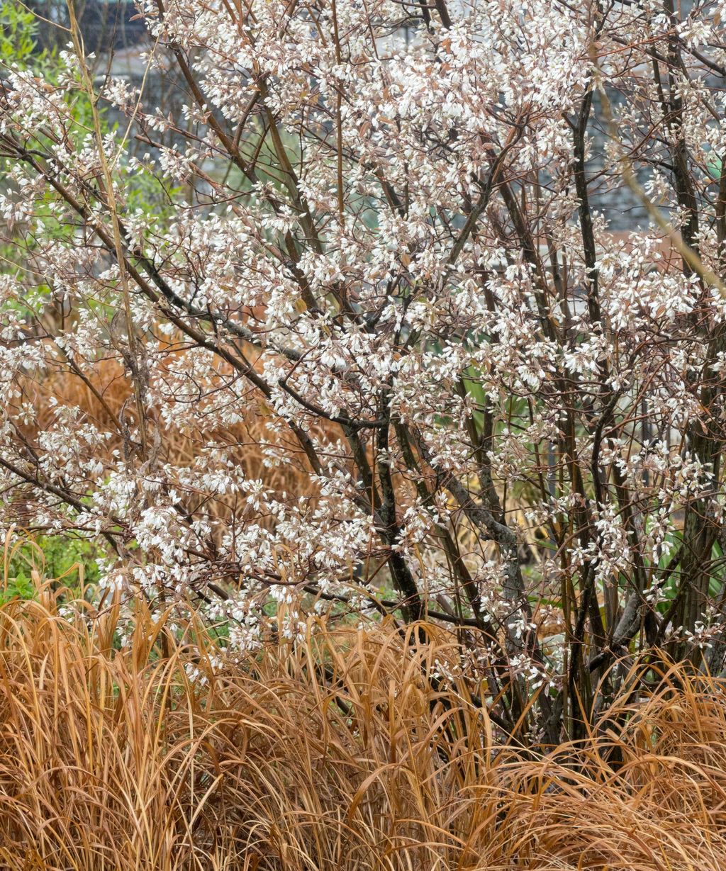 Best trees for small gardens, and how to help them thrive | Ideal Home