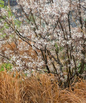 Best trees for small gardens, and how to help them thrive | Ideal Home