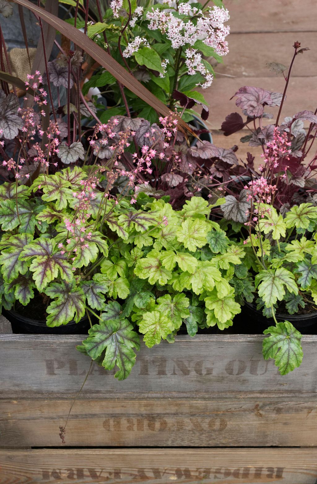 Best shade plants: 10 shade-loving plants for your garden | Homes and ...