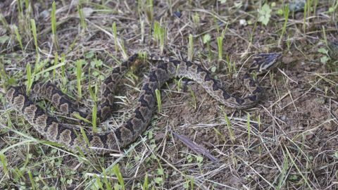 Could humans ever be venomous? | Live Science