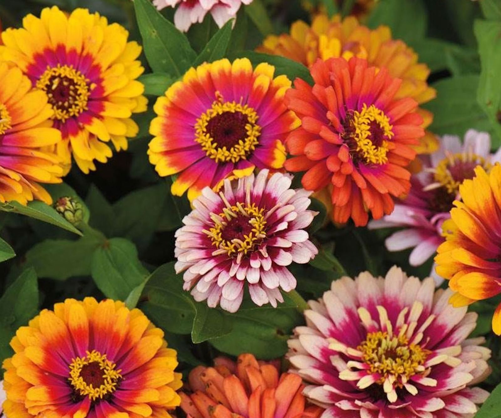 Grow These 10 Colorful Plants For A Bold And Beautiful Yard | Gardening ...