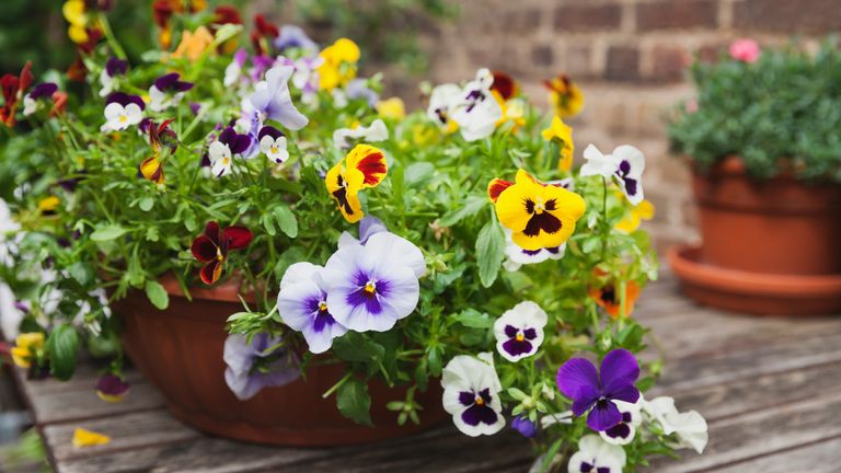 Best Care For Pansies – Better Blooms Guaranteed! | Gardening Know How