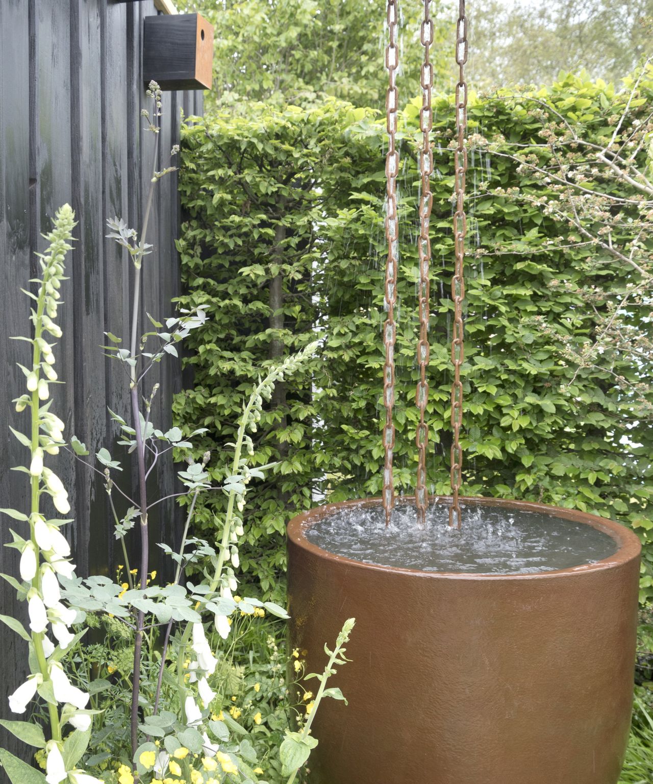 Deciduous Hedges to Prune in January: 7 Picks From a Pro | Homes and ...