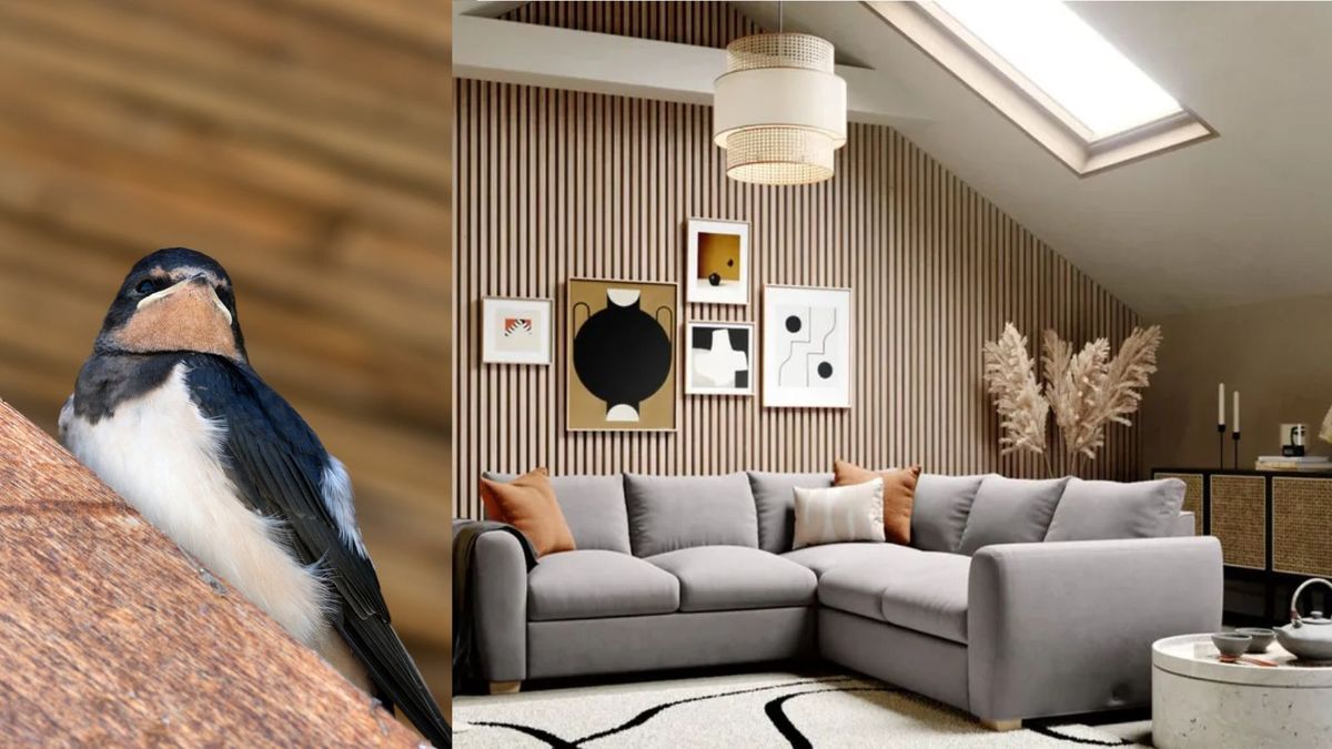 How to get rid of birds in an attic: 6 humane steps | Homes and Gardens