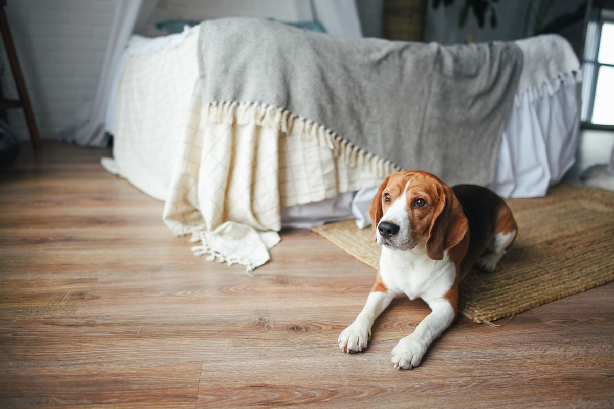 High energy dog breeds that are suited to active pet parents | PetsRadar