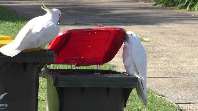 'Trash parrots' in Australia have figured out how to open garbage cans ...