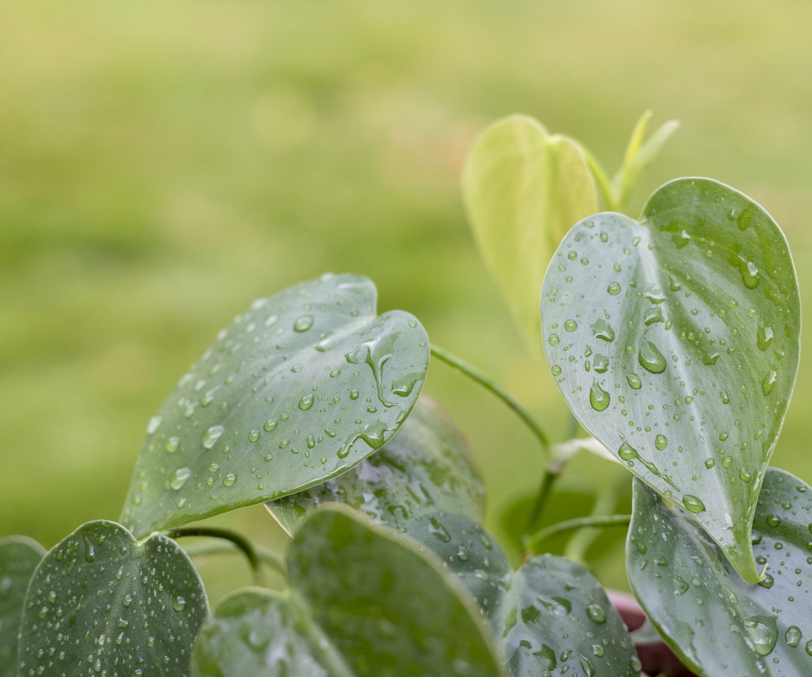 The 8 Best Philodendrons For Carefree Houseplant Parenting | Gardening ...
