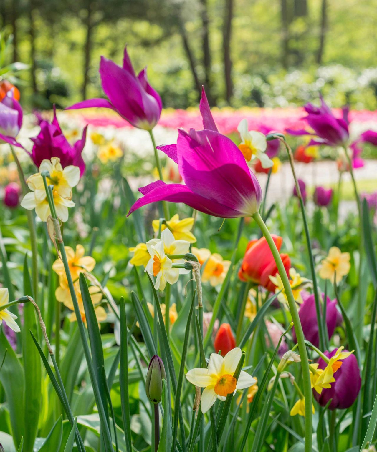 How to plant a bulb lawn | Homes and Gardens