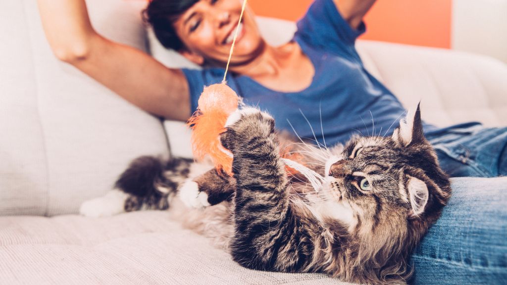 Advice for looking after cats | PetsRadar