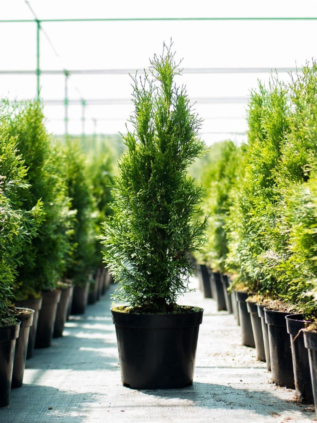 Conifers That Grow Well In Pots - Picking The Best Conifer For Pots ...