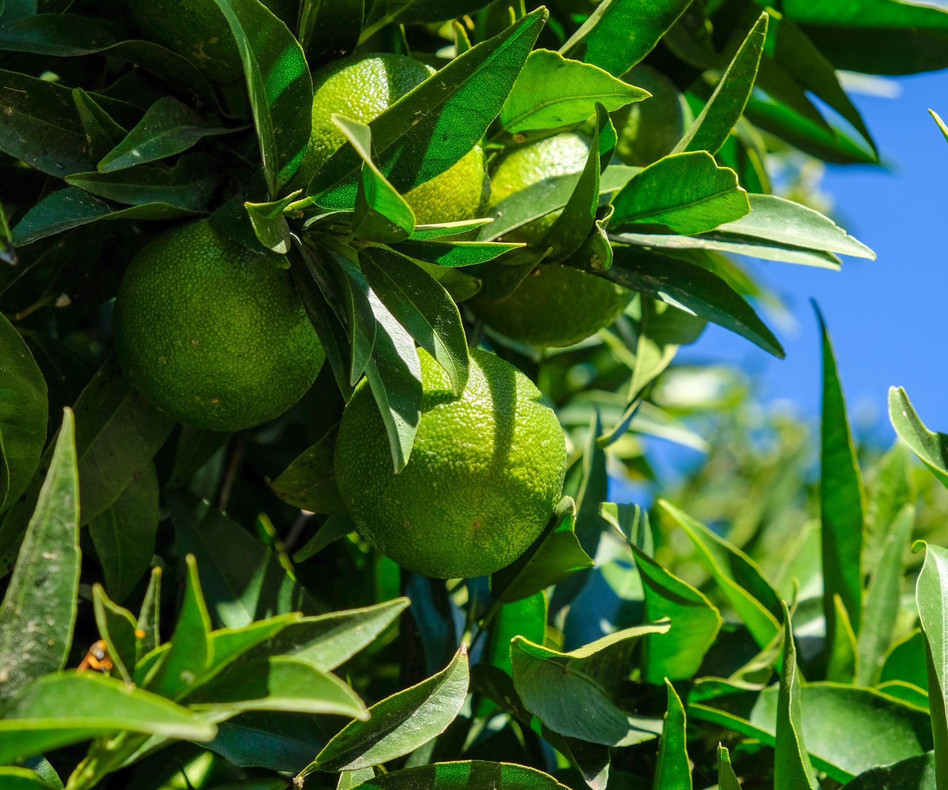 How to prune a lime tree - expert tips for correct trimming | Homes and ...