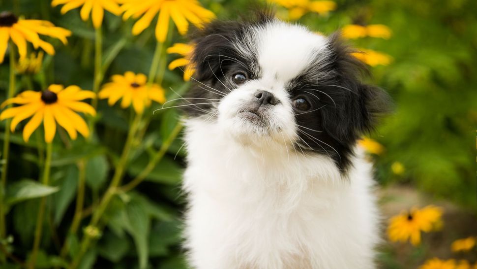 Best family dog breeds for families of all shapes and sizes | PetsRadar