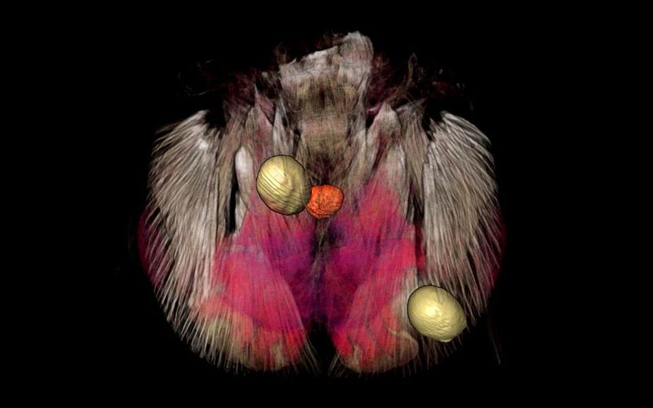 Parasites - News and Scientific Articles on Live Science - Page 7 ...