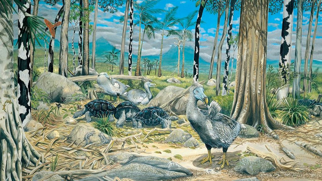Dodos were fast and powerful, not slow and inept, definitive preserved ...