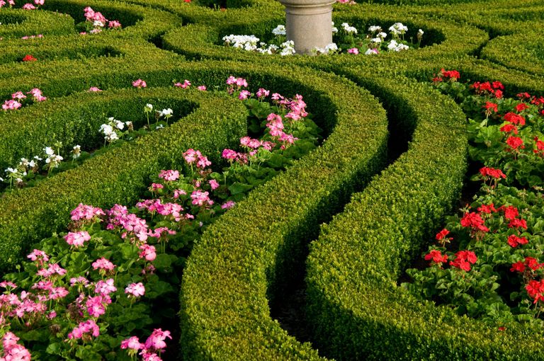 What you need to know about privet hedges: The good, the brilliant, the ...