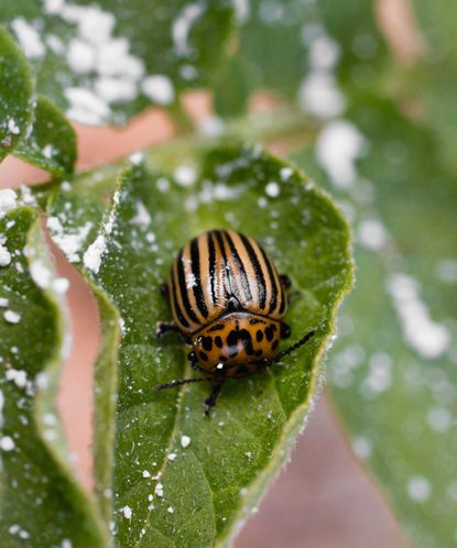 Diatomaceous earth: how to use it as a garden pest control | Homes and ...