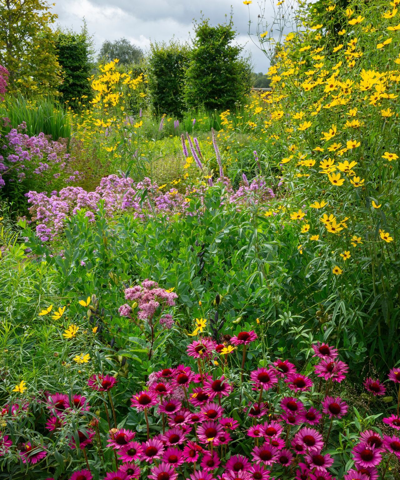 How to grow Coreopsis for low-maintenance planting | Homes and Gardens