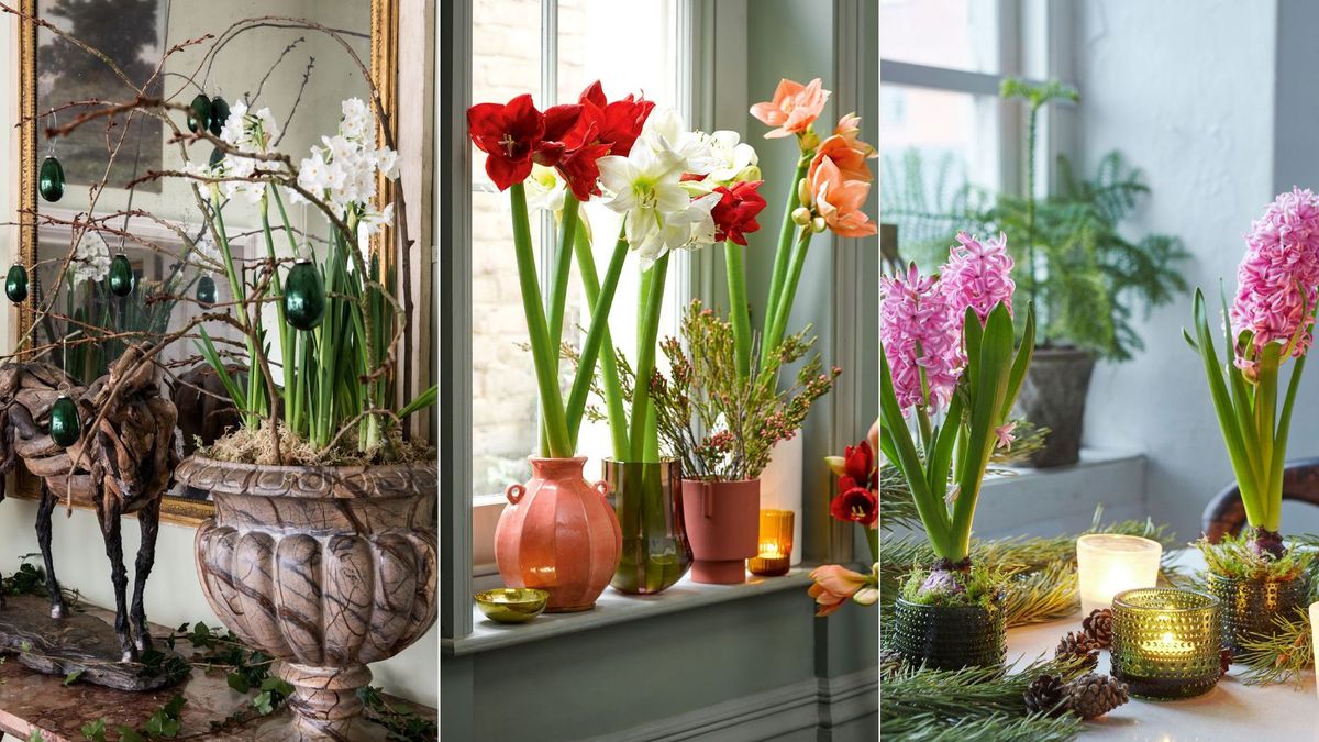 Best bulbs for Christmas flowering | Homes and Gardens