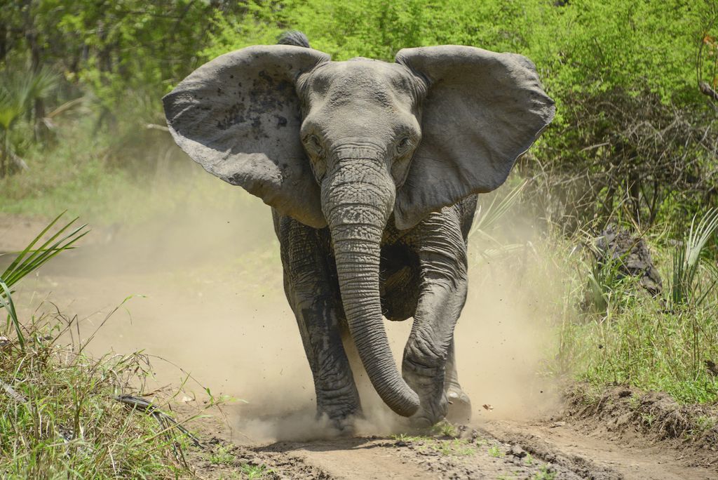 After rampant ivory poaching, some African elephants lost their tusks ...