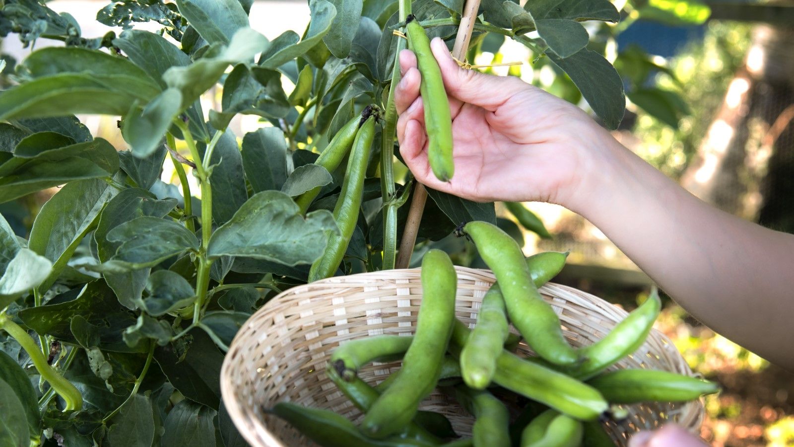 How to harvest fava beans: tips for picking the best crop | Homes and ...