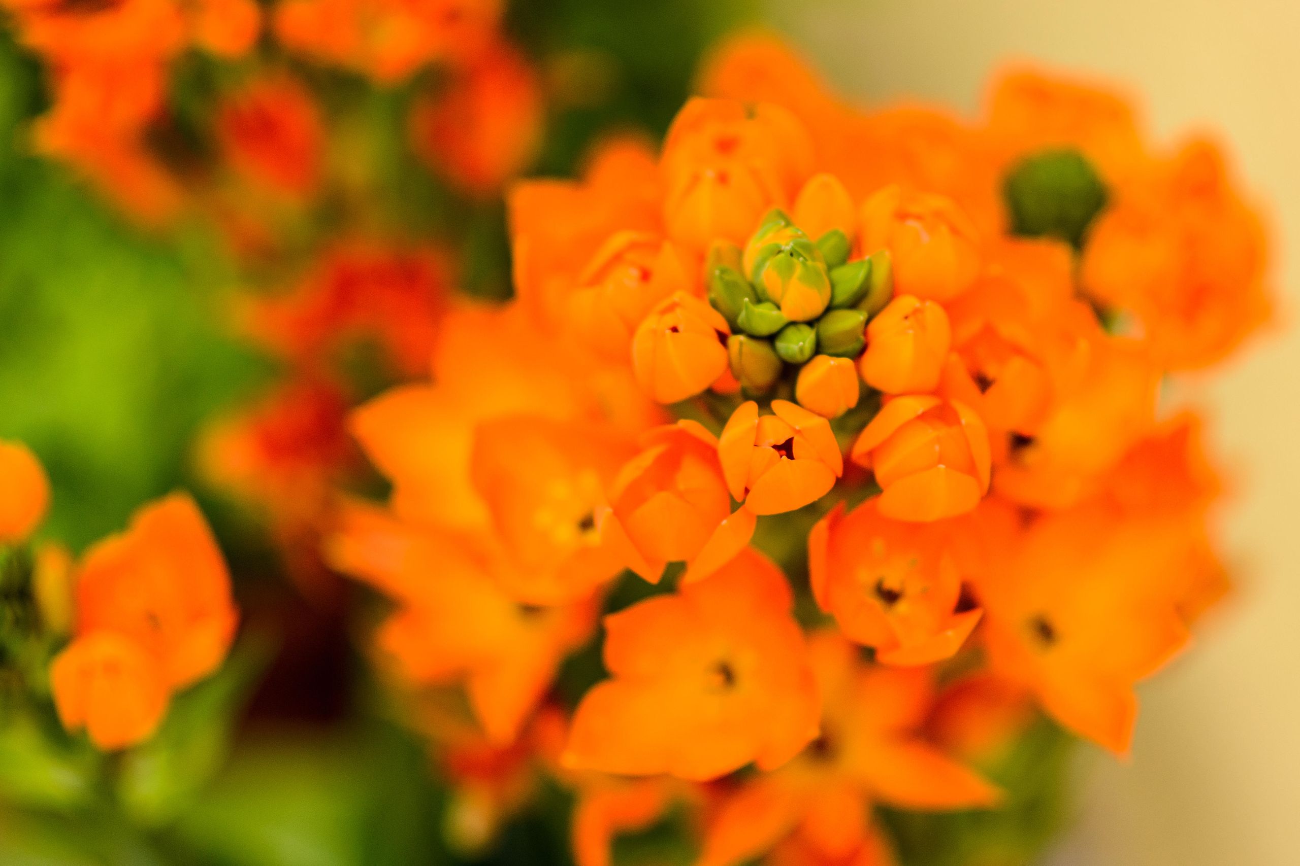 How to care for an orange star plant | Homes and Gardens