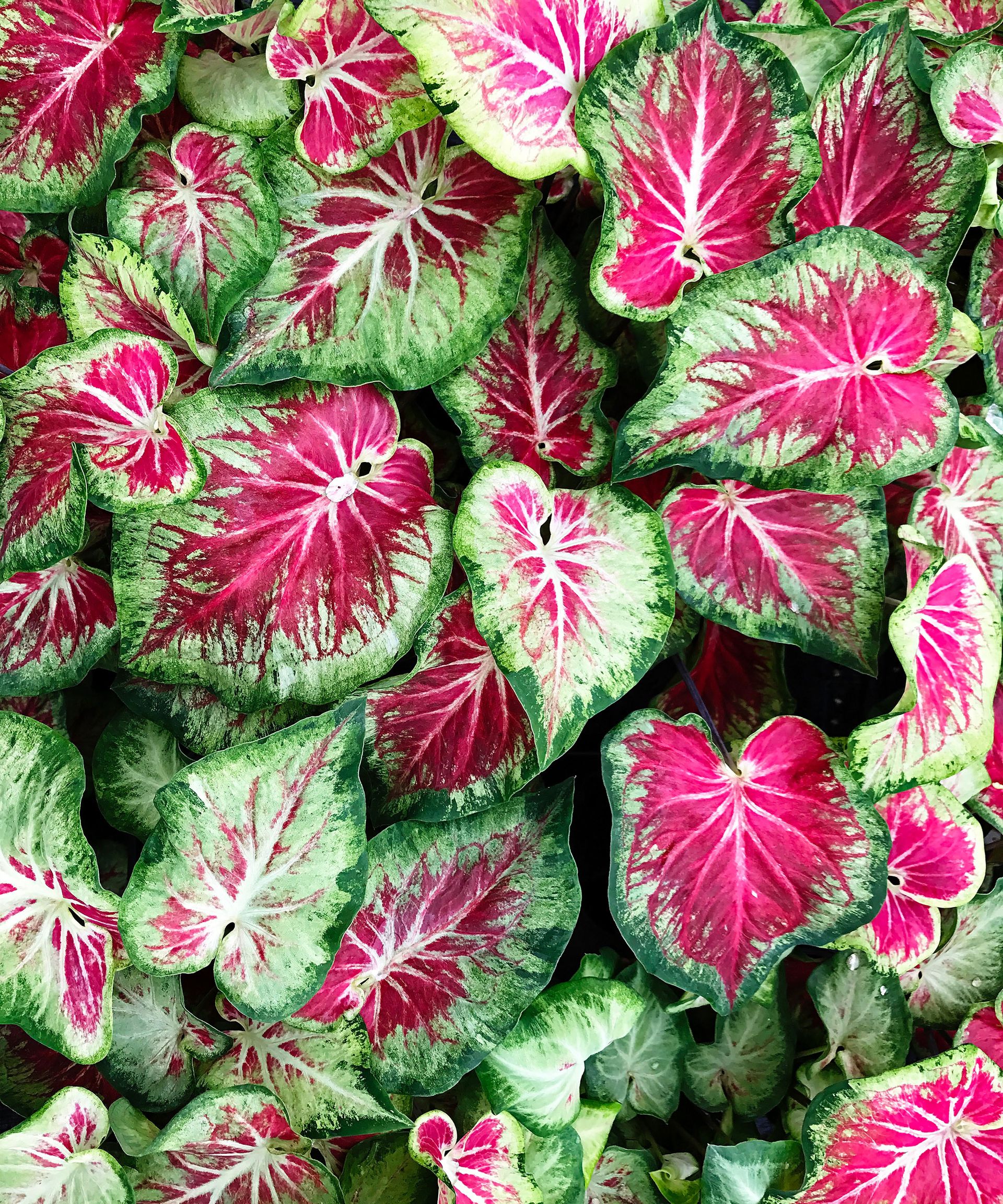 How to overwinter caladiums indoors or outdoors | Homes and Gardens