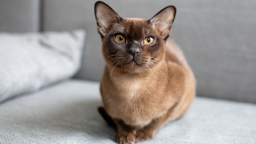 Shorthaired cat breeds that don't require daily grooming | PetsRadar