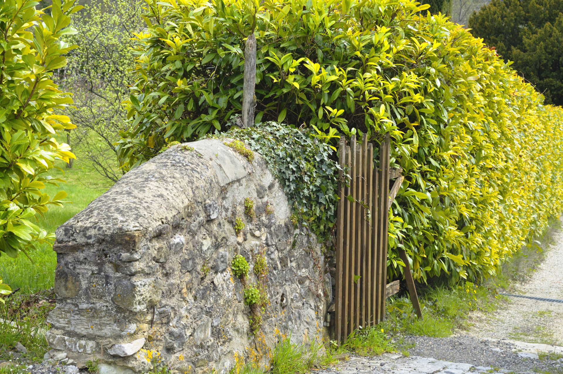 Best fast-growing hedges: 10 ideas for structure and boundaries | Homes ...