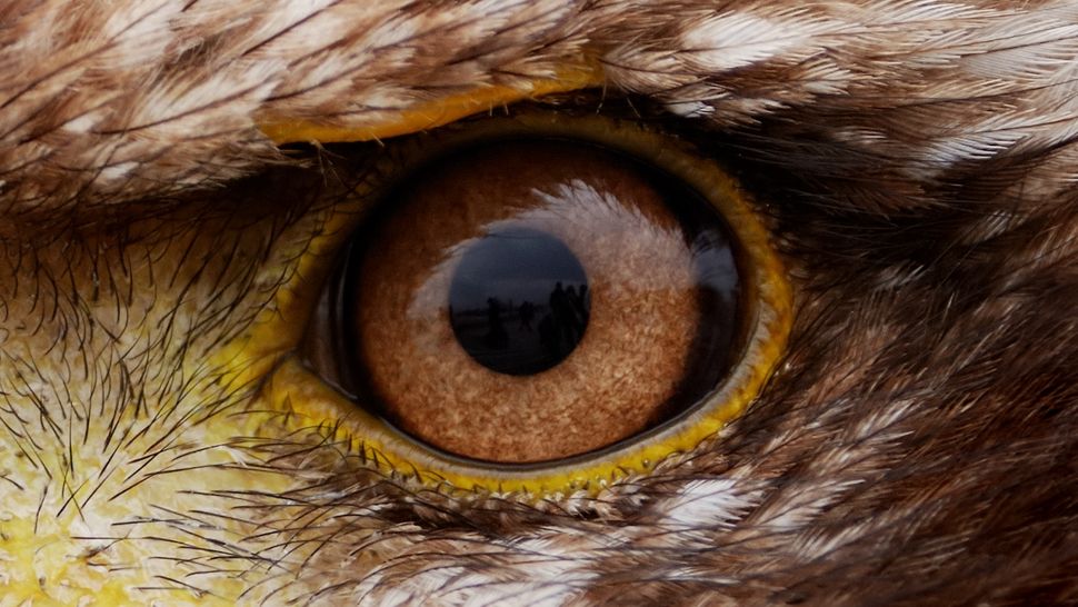 What animal has the best eyesight? | Live Science
