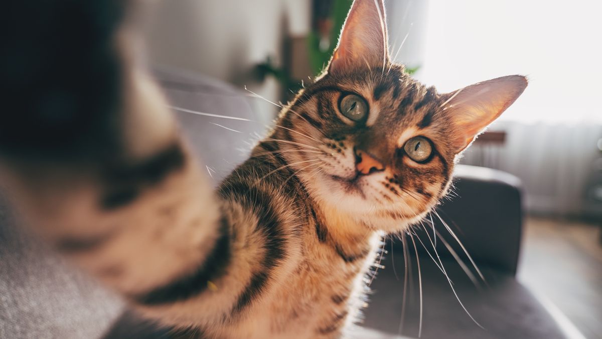 What breed is my cat? A vet reveals how to identify different feline ...