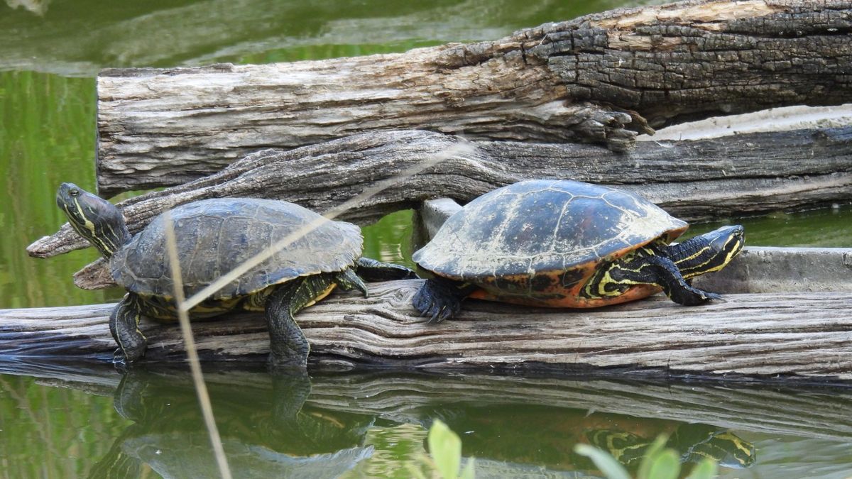 32 tips for taking care of pet turtles | PetsRadar
