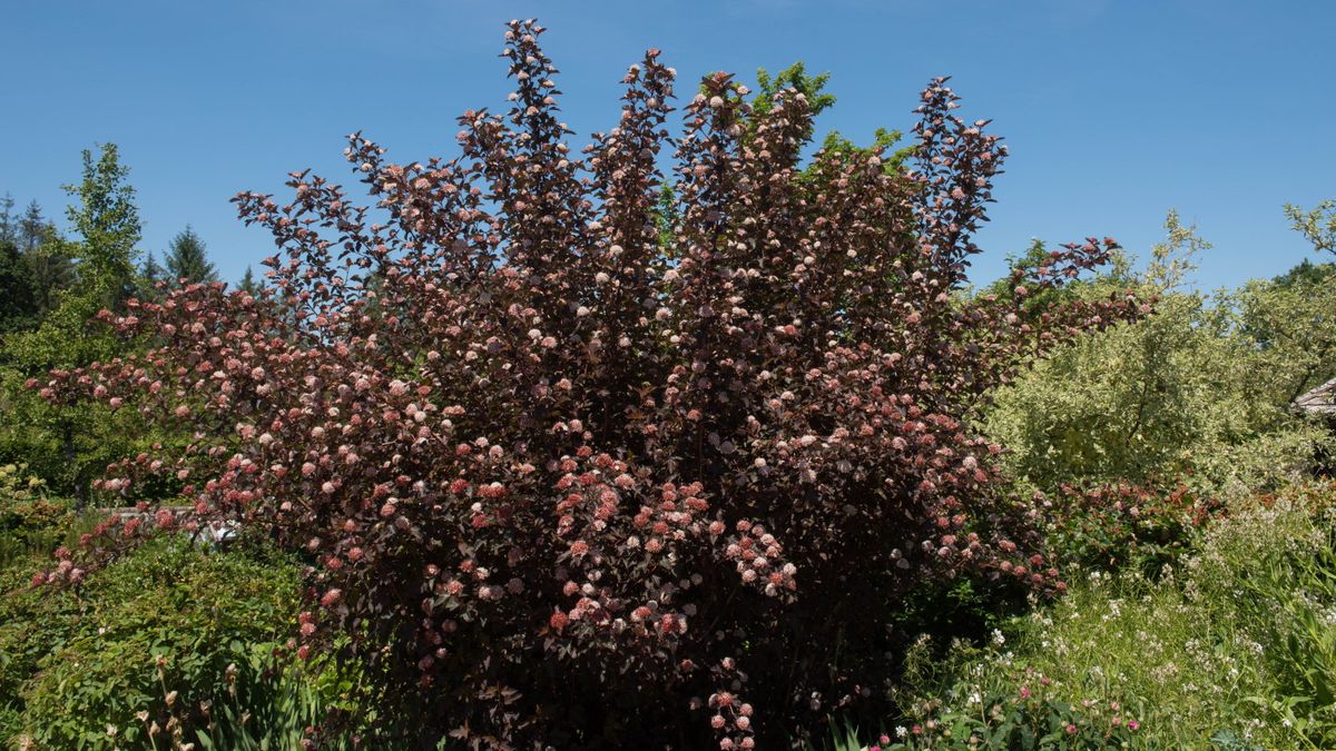 When and how to prune ninebark shrubs correctly | Homes and Gardens