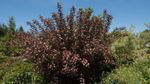 When to prune burning bush - know the right time to trim | Homes and ...