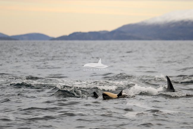 Incredible, first-of-their-kind images show an orca being born in ...