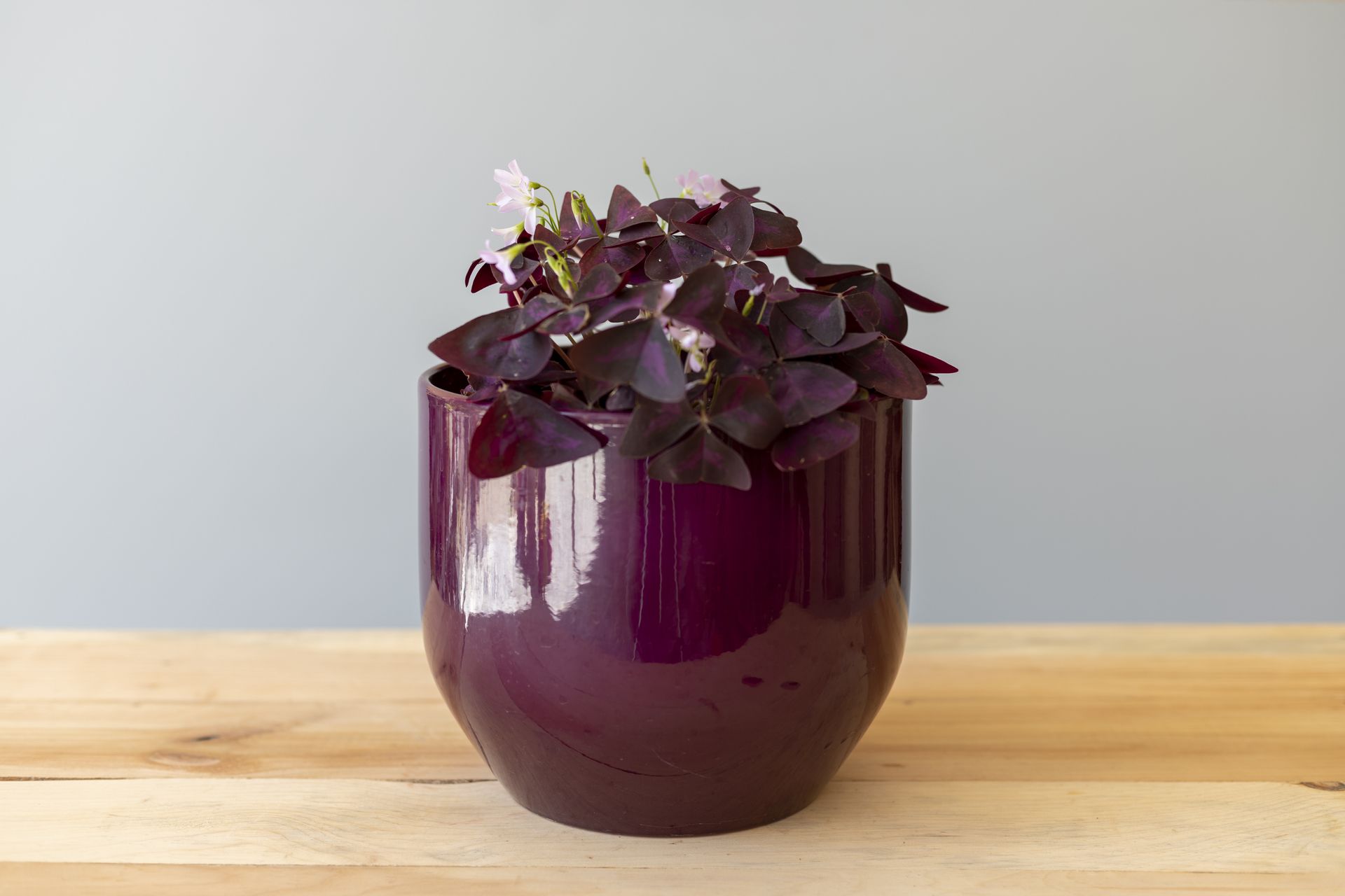 10 Indoor Flowering Plants That Bloom All Year Round | Livingetc
